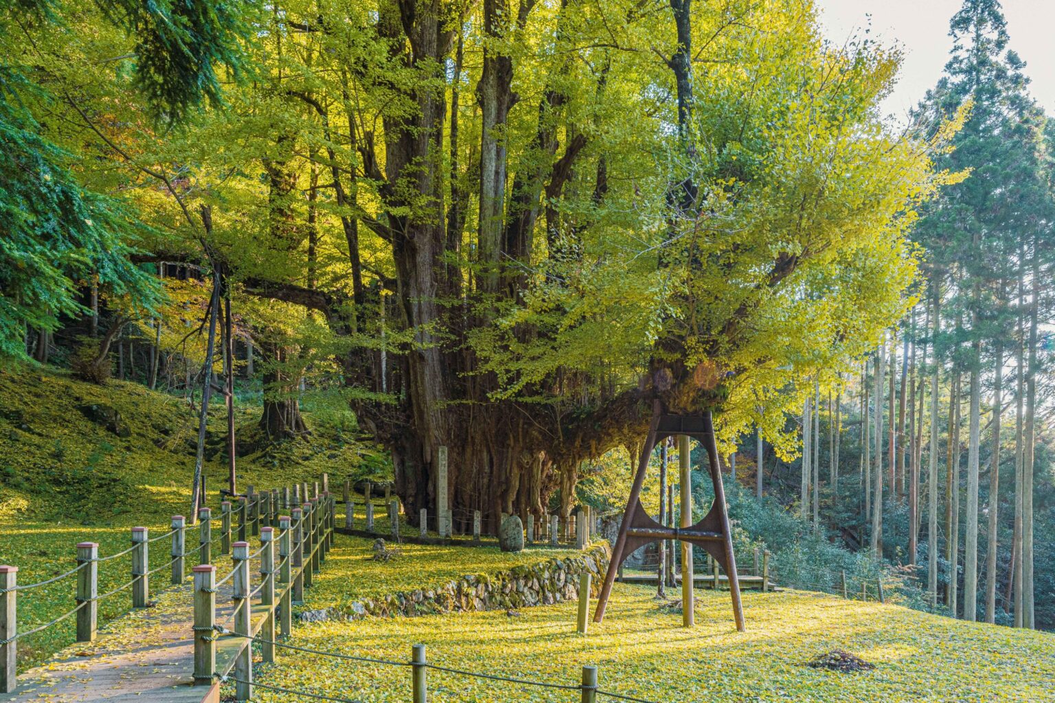 Bodaiji Temple Great Gingko Tree’s Golden Leaves ｜ visit nagi ...