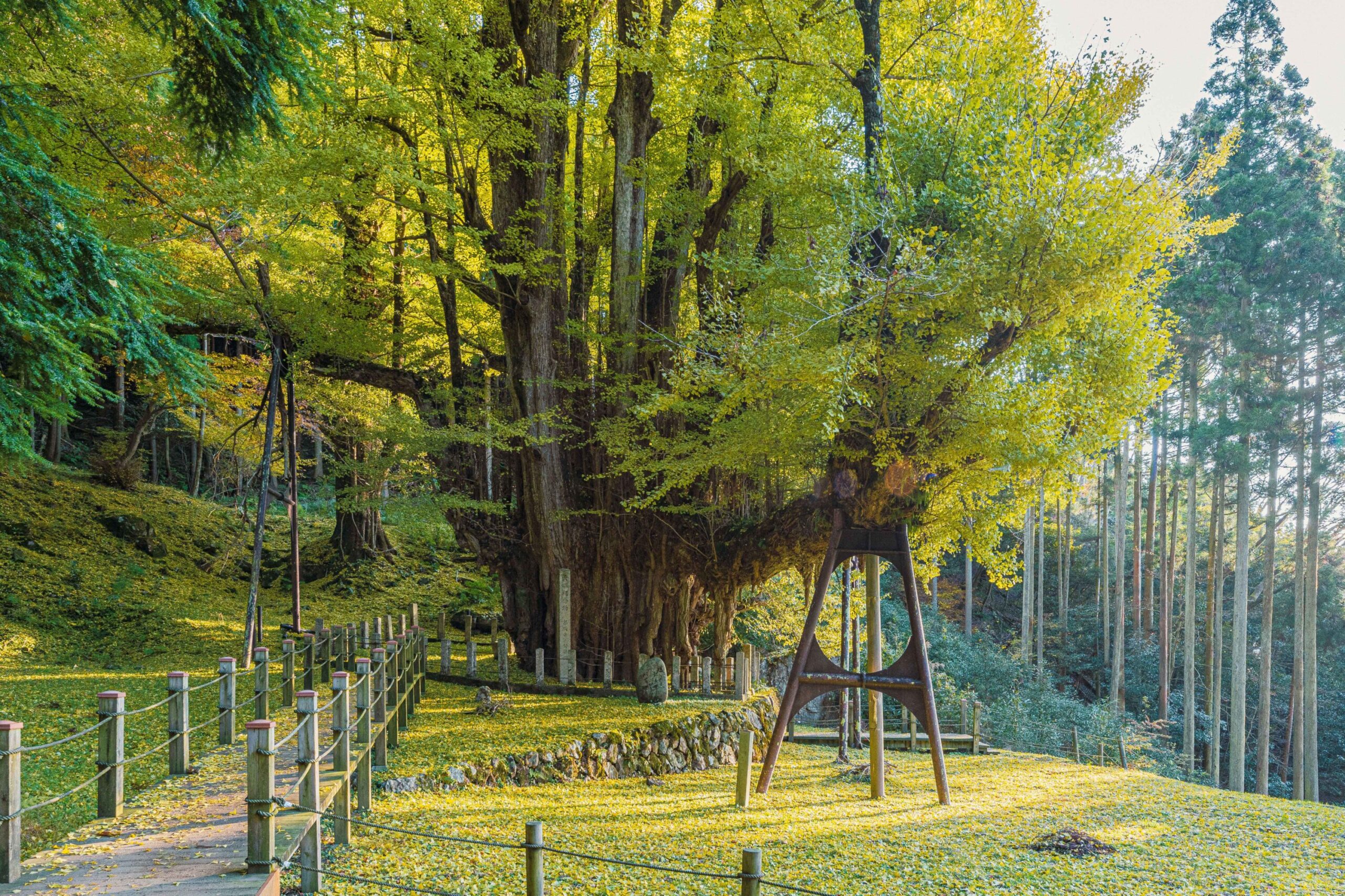 Bodaiji Temple Great Gingko Tree’s Golden Leaves ｜ visit nagi ...